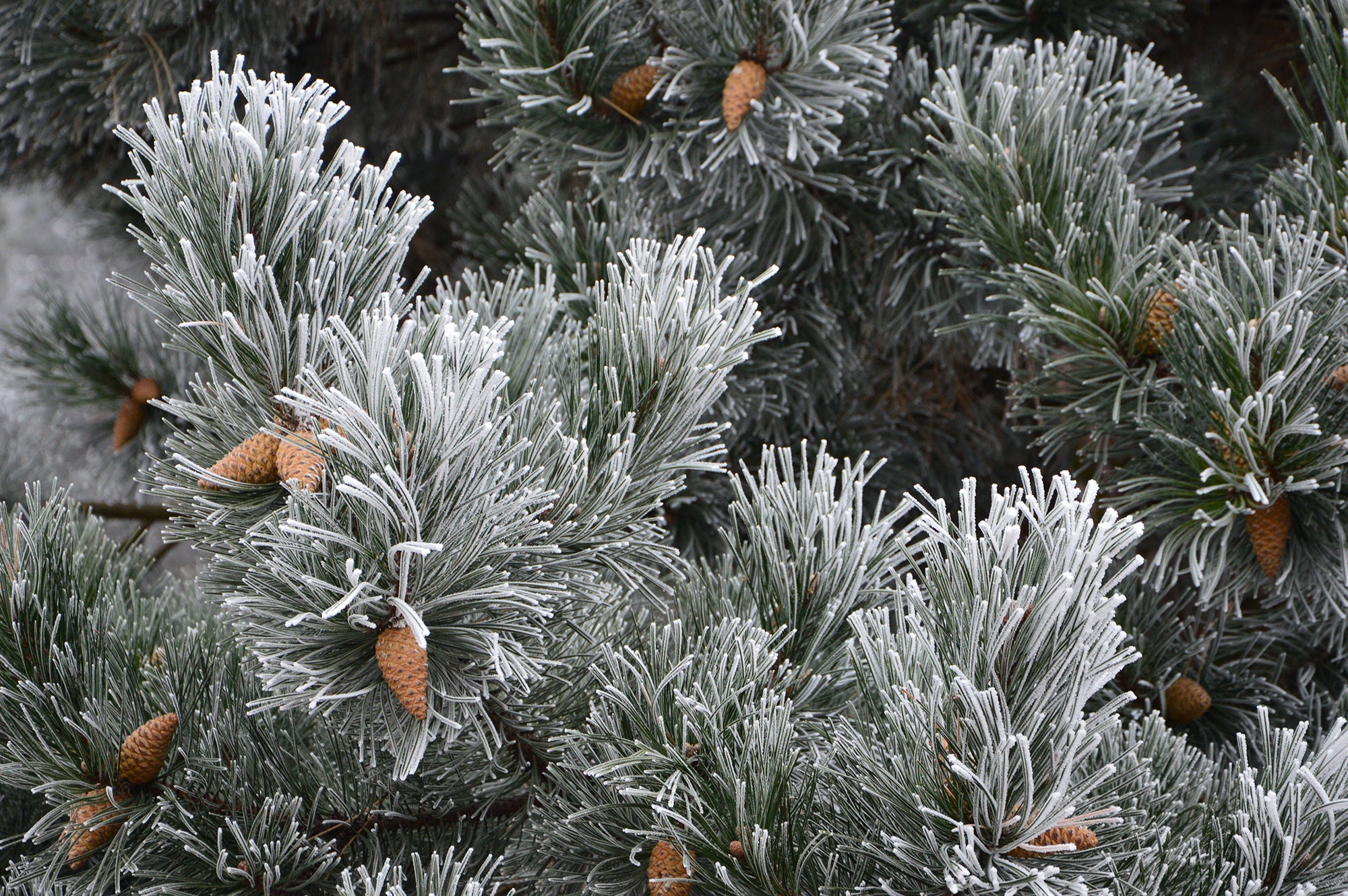 Conifers – Dry Rock Trees Nursery