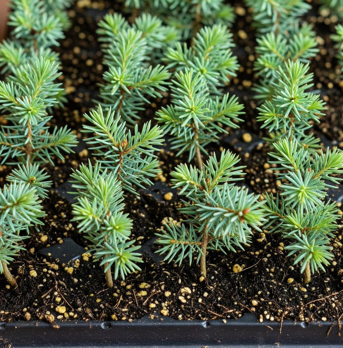 Concolor Fir (Abies concolor) | Evergreen Seedlings – Dry Rock Trees ...