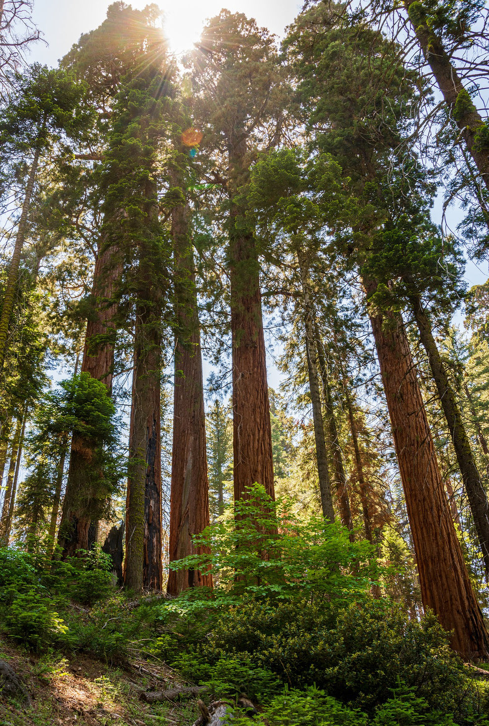 Giant Sequoia - Sequoiadendron Giganteum | Evergreen Seedlings – Dry Rock Trees Nursery