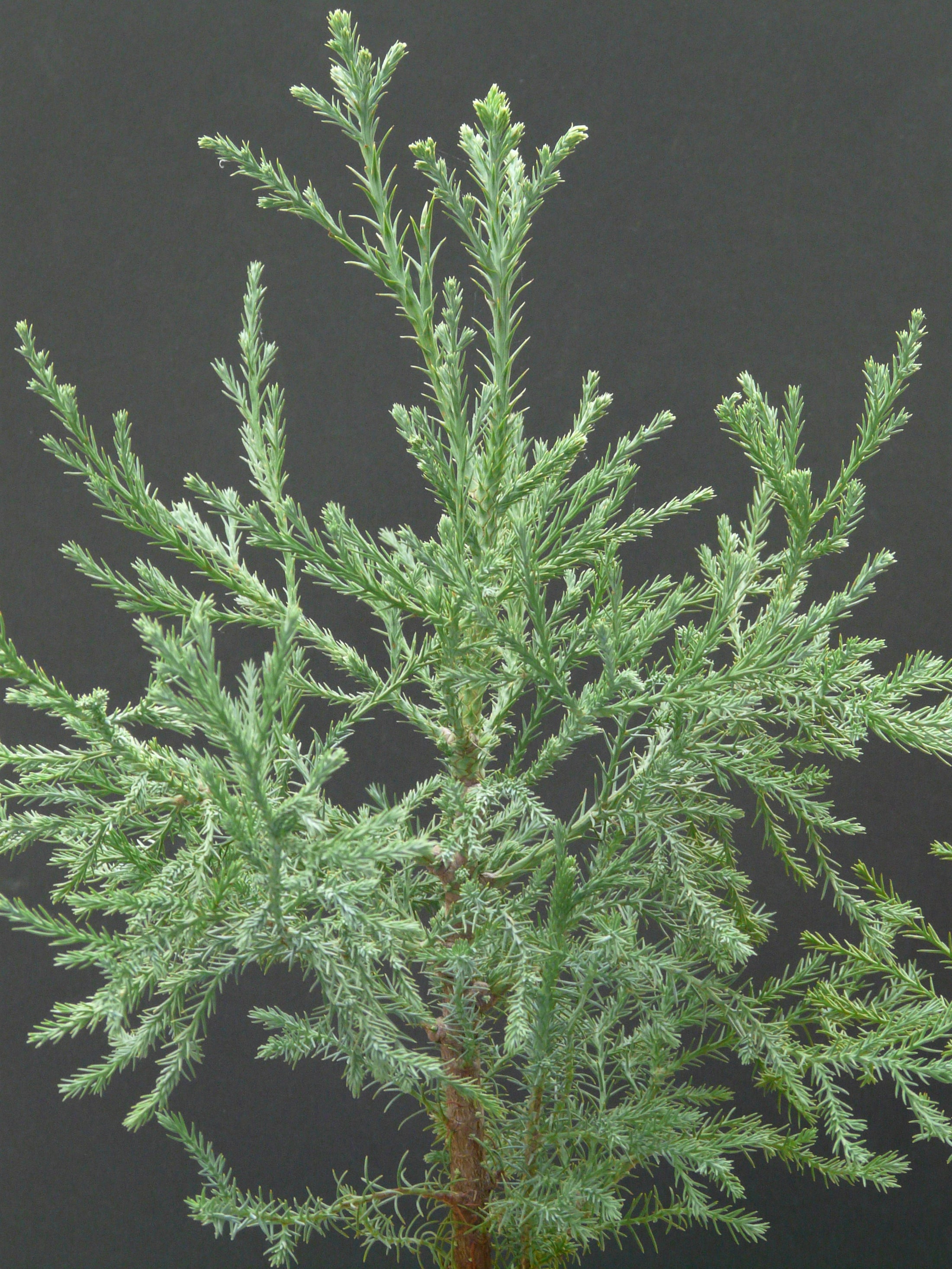 Giant Sequoia - Sequoiadendron Giganteum | Evergreen Seedlings – Dry ...