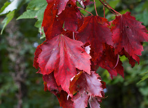 Dry Rock Trees Nursery - All natural Trees and Plants for Sale – Dry ...