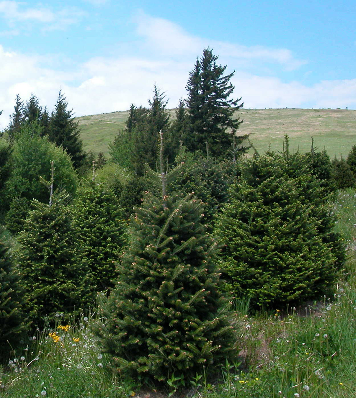 Fraser Fir - Abies Fraseri | Evergreen Seedlings – Dry Rock Trees Nursery
