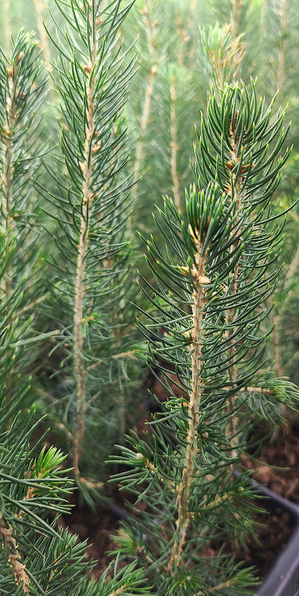 Colorado Blue Spruce - Picea Pungens | Evergreen Seedlings – Dry Rock ...