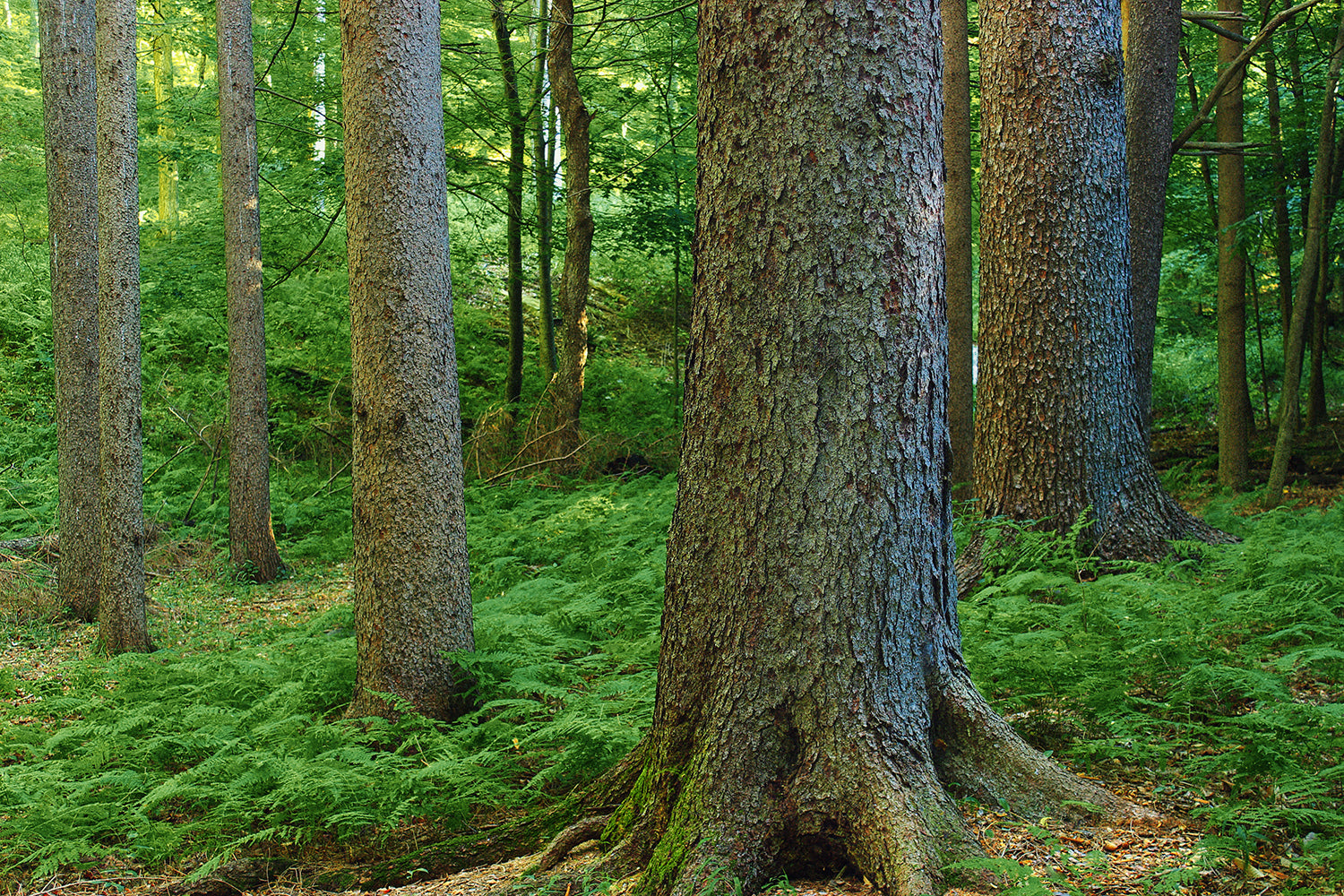 Norway Spruce - Picea Abies | Evergreen Seedlings – Dry Rock Trees Nursery