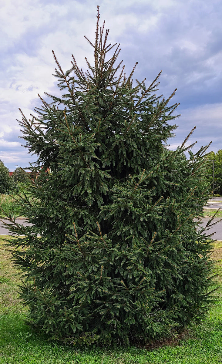 Norway Spruce Seedlings – Dry Rock Trees & Nursery